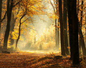 Strand Tien Oss | Geffense Plas | Restaurant, recreatie en events